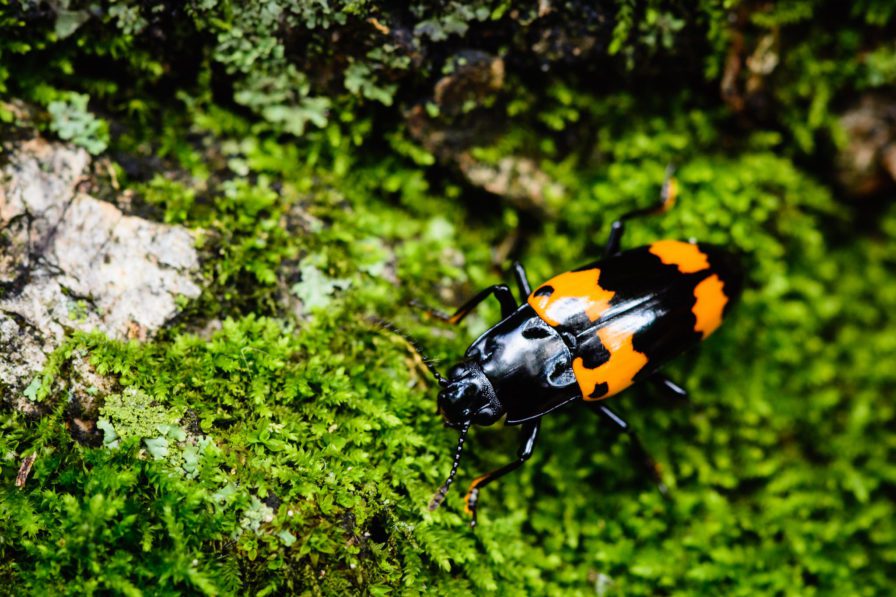 beetles-in-the-amazon-rainforest – Bicycle Touring Pro